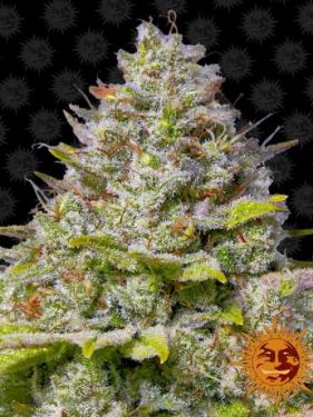 Grab The Best Blue Gelato 41 Feminised 3 pack From The Funky Skunk